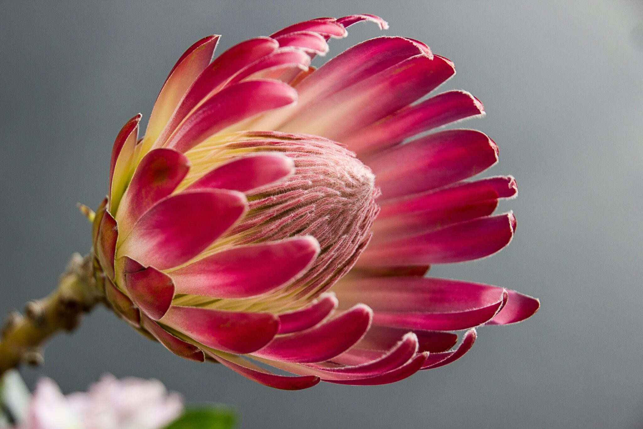 Mastering Radial Balance in Art: Techniques and Applications - First ...