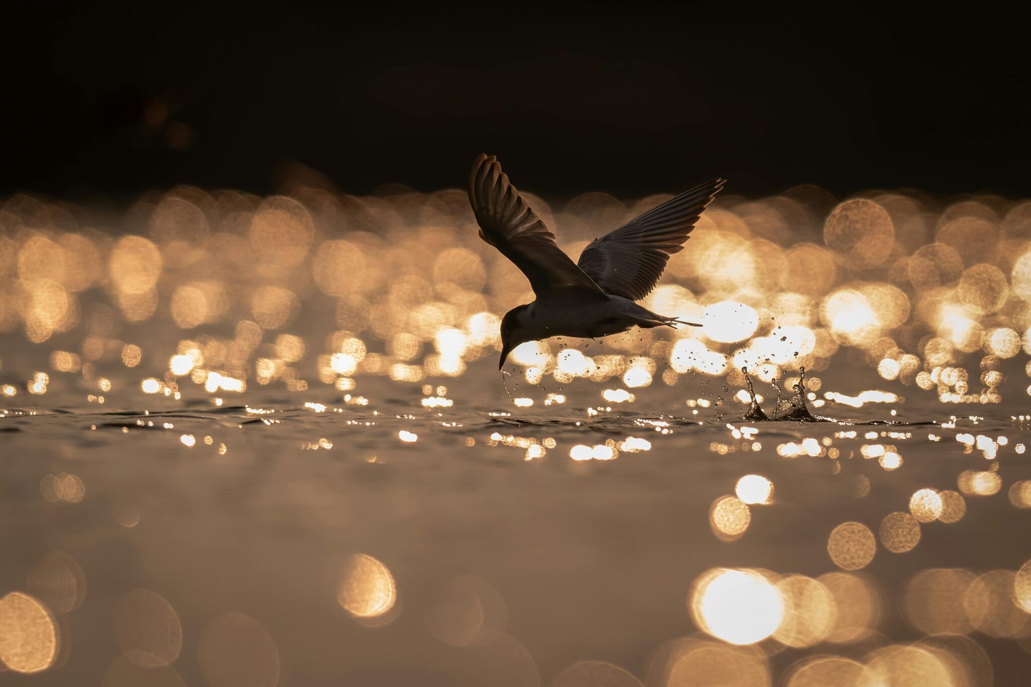 Mastering Backlighting: Techniques and Tips for Stunning Photography ...
